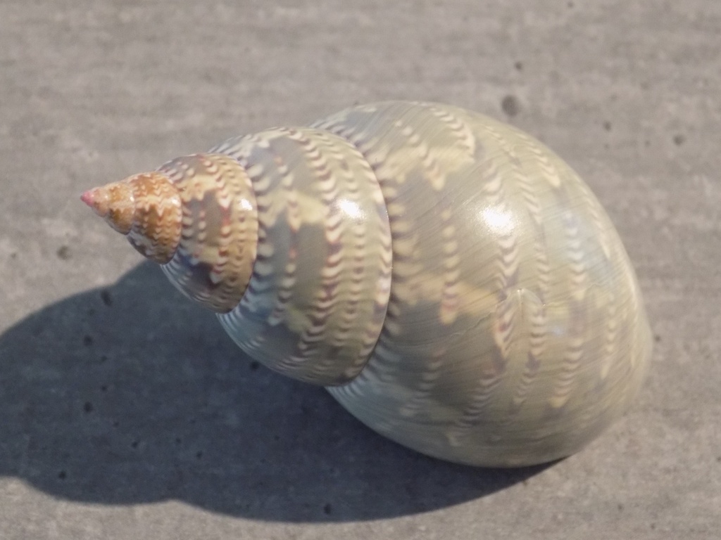 PHASIANELLIDAE PHASIANELLA AUSTRALIS | Nautilus 2